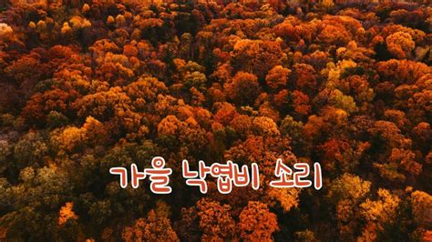 가을 낙엽비 소리 3시간 낙엽 떨어지는 소리 백색 소음 Youtube