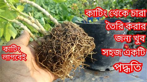 আম কাঁঠাল লেবু জবা যেকোন গাছের কাটিং থেকে চারা তৈরি করার সহজ পদ্ধতি জেনে নিন Youtube
