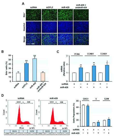 Mir 429 3p Mimic Promoted Myoblast Proliferation And Cell Cycle