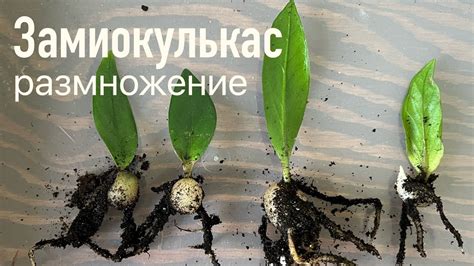 №90 Замиокулькас Размножение Один лист несколько растений Процесс