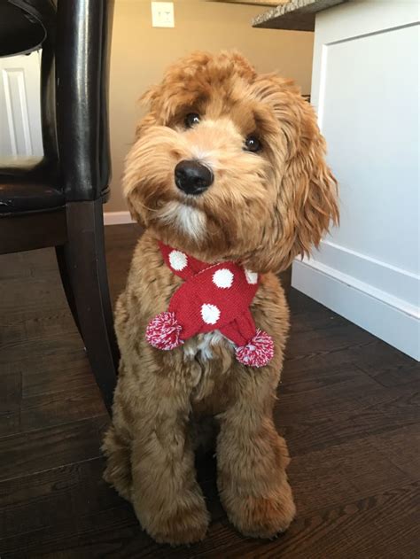 Best 25 Cockapoo Grooming Ideas On Pinterest Cockapoo Haircut
