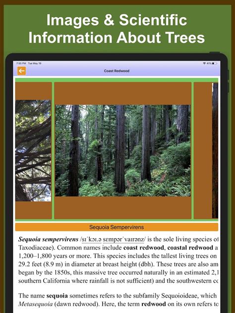 Forest Tree Identification APK For Android Download
