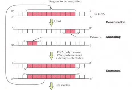 How Is The Amplification Of A Gene Sample Of Interest Carried Out Using Polymerase Chain
