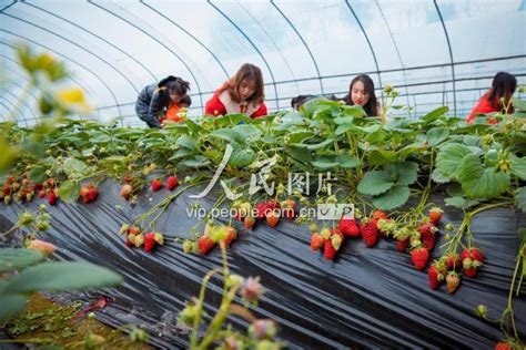 重庆綦江初春采摘草莓 体验田园乐趣 人民图片网