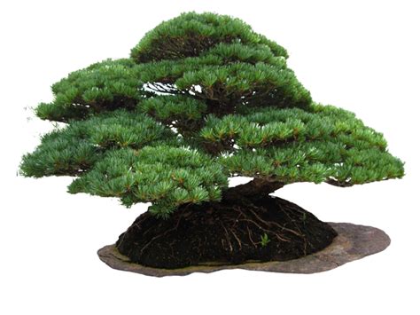 Bonsai Styles A Detailed Guide For Beginners