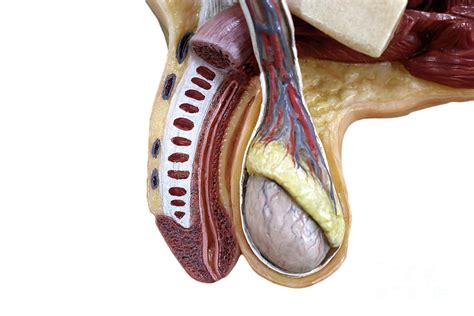 Human Penis Photograph By Choksawatdikorn Science Photo Library Fine Art America