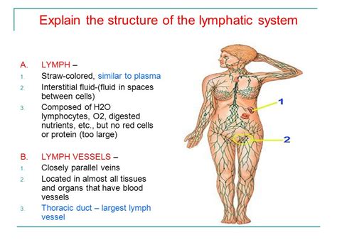 Explain Lymphatic System Abba Humananatomy