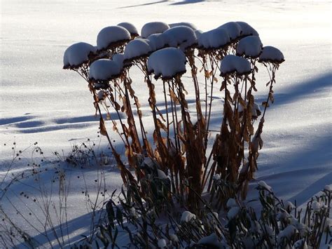 Snow Covered Plants In The Middle Of A Snowy Field