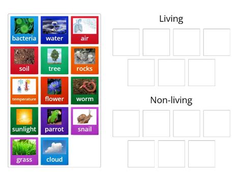Let S Classify Living And Non Living Things In An Ecosystem Ordenar