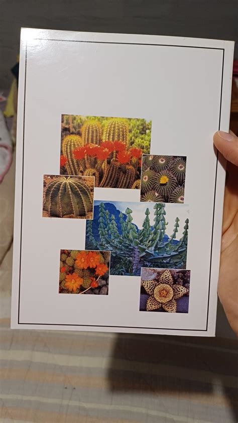 Gajenje Kaktusa Danijela Milićević 77672001