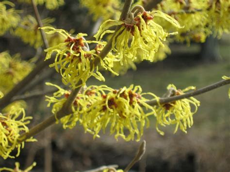 Witch Hazel In Its Late Winter Glory Love Their Odd Flowers