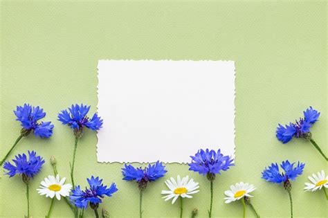 내부와 블루 여름 Cornflowers와 녹색 배경에 데이지 꽃의 프레임에 대 한 오래 된 빈 사진 평면 위치 최고 볼 수