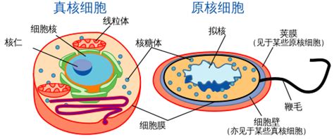 细胞 维基百科自由的百科全书