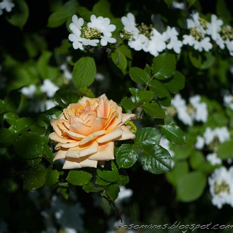 A Rose Is A Rose Some Perennial Companion Plants For Roses