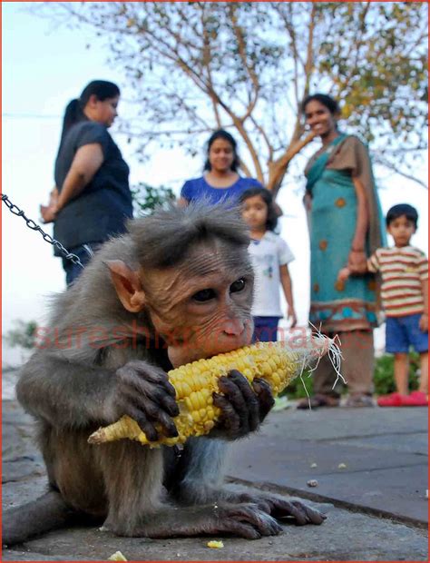 A Suresh Kumar Photo Journalist Monkey