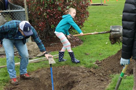 ‘we Spoke For The Trees Renton Volunteers Plant Saplings For Earth