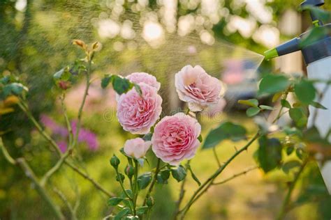Close Up Gardener With Sprayer Caring Spraying Rose Plants In Backyard