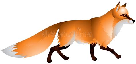 Fox Tail Stock Illustrations 22 324 Fox Tail Stock Illustrations