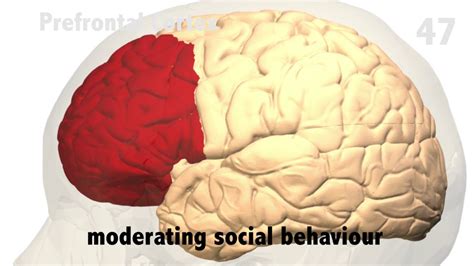 Prefrontal Cortex Function