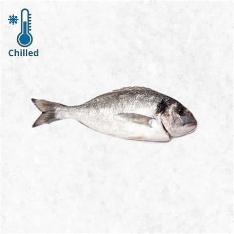 Wild Gilthead Sea Bream Seafood Society