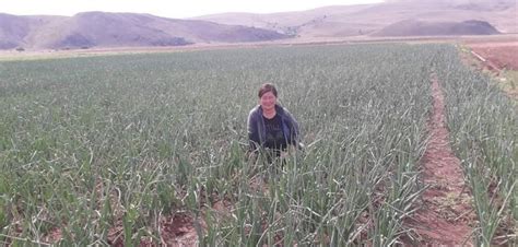 Сэлэнгэ аймгийн Зүүнбүрэн сум Нийслэлийн сонгины хэрэгцээний 40 хувийг дангаараа хангадаг