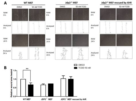 Rescue Of Tcdd Induced Cell Spreading By Overexpression Of Ahr In Mefs