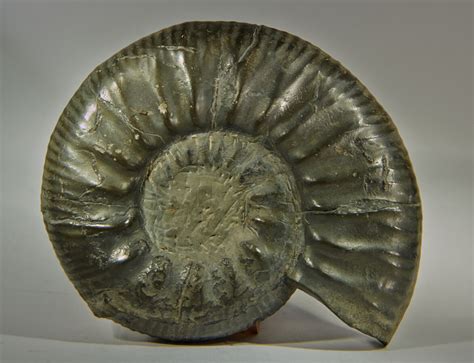 Mineralatlas Lexikon Ammonitida
