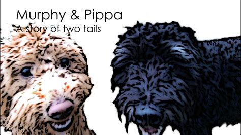 Schnoodle And Cockapoo Go Hiking Youtube