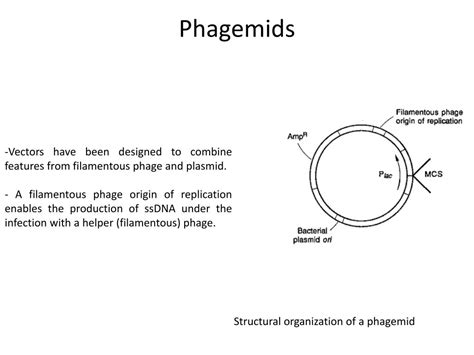 Ppt Cloning Vectors Powerpoint Presentation Free Download Id 1900930