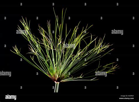Papyrus Cyperus Papyrus Papyrus Sedge Paper Reed Indian Matting