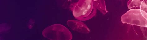 21 Different Types Of Jellyfish From Stingers To Eerie Floaters