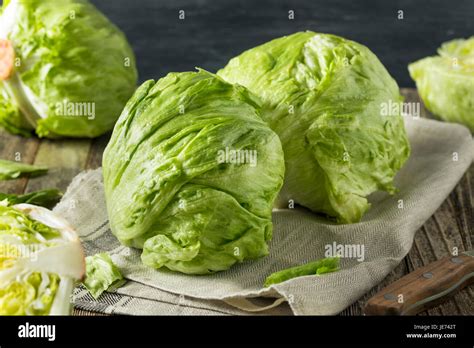 Raw Organic Round Crisp Iceberg Lettuce Ready To EAt Stock Photo Alamy