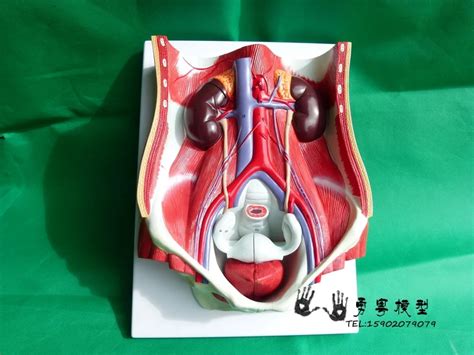 Bladder Anatomy Cadaver