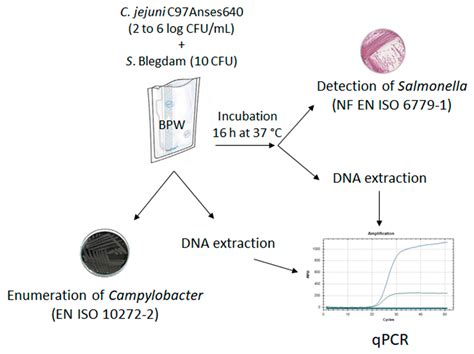 Simultaneous Detection Of Salmonella Spp And Quantification Of Campylobacter Spp In A Real