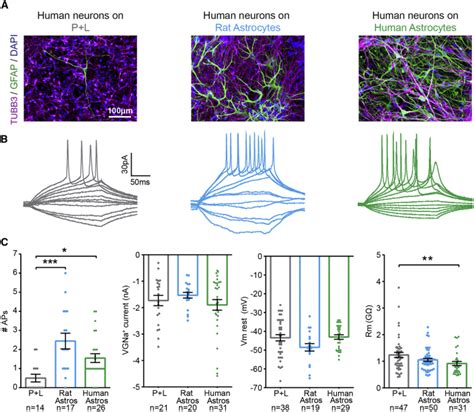 Pro Maturational Effects Of Human Ipsc Derived Cortical Astrocytes Upon