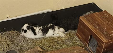 New Rabits Are We Doing Everything Right R Rabbits