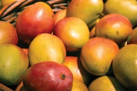 Much Ado About Mango Nugget Markets Daily Dish