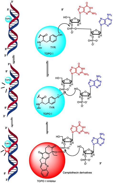 Prospects Of Topoisomerase Inhibitors As Promising Anti Cancer Agents Pmc