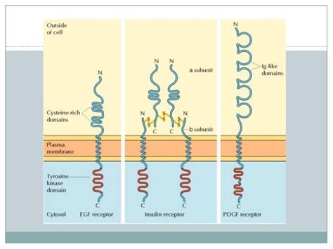 Cell Surface Receptors And Signalling Molecules