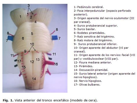 Diagrama De Configuración Externa Del Tronco O Tallo Encefálico Quizlet