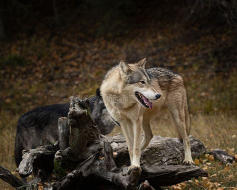 Alpha Male Wolf Wallpapers
