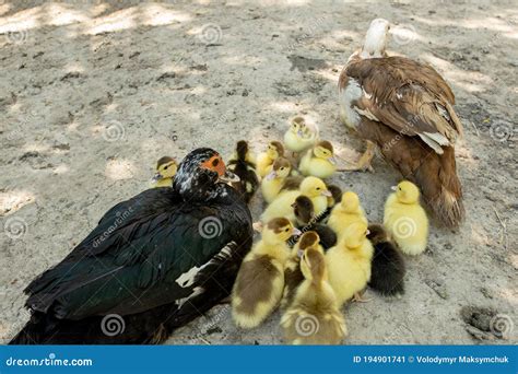 Mother Duck With Her Ducklings There Are Many Ducklings Following The