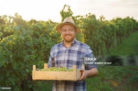 모자를 쓴 포도 재배자 노동자는 손에 포도가 가득 담긴 상자를 들고 서 있다 30 34세에 대한 스톡 사진 및 기타 이미지 30 34세 개념 건강관리와 의술 Istock