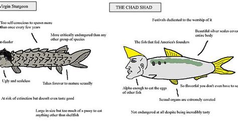 Chad Vs Virgin Meme Dump Album On Imgur