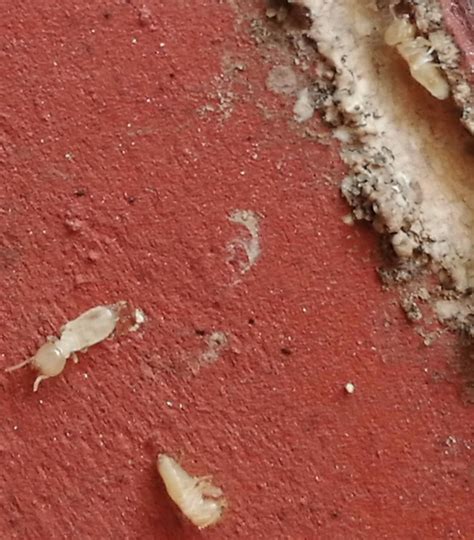 Formosan Termites Vs Subterranean Termites Community