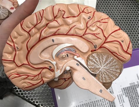 Human Model Diencephalon Internal Diagram Quizlet