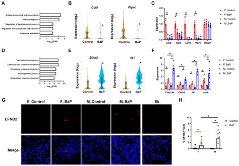 Benzo[a]pyrene Exposure Reduces Cell Type Diversity And Stimulates Sex
