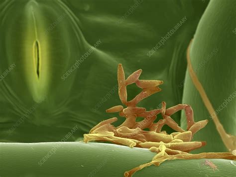 Apple Tree Fungus Sem Stock Image C012 5129 Science Photo Library