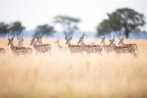 Premium Ai Image Gazelles Grazing Calmly Before Flight