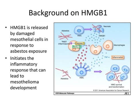 Dna Cloning And Expression Of Hmgb1 In E Coli Ppt